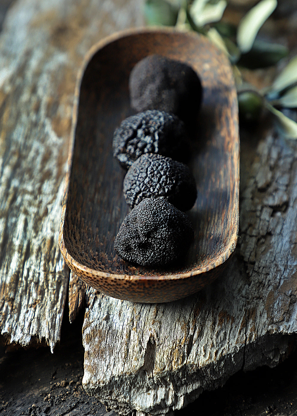 Trufas Araucania Chile